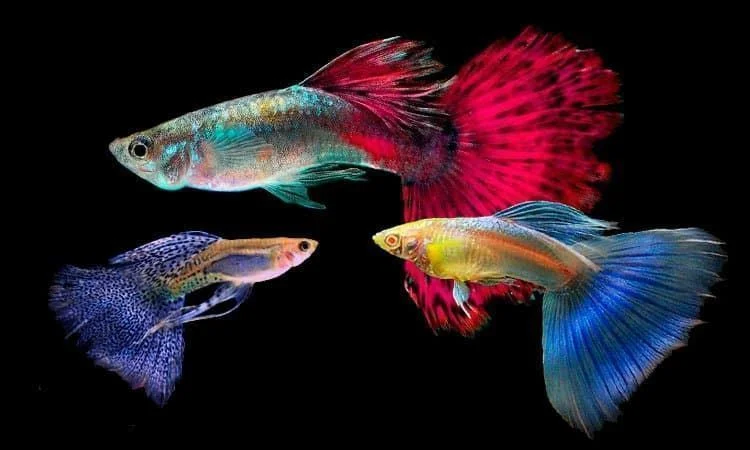 Pequeños peces de acuario (22 fotos): los más bellos peces para acuario ...