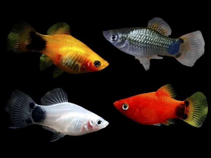 Pequeños peces de acuario (22 fotos): los más bellos peces para acuario ...